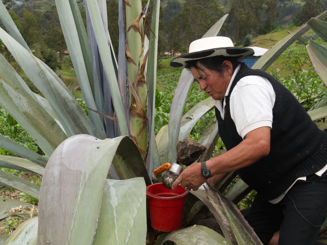 Ecuador Andino: Conexión Cultural de Norte a Sur | Saraurku